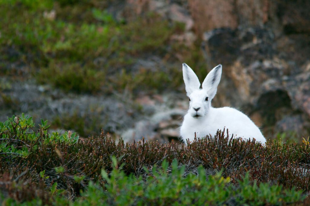 Home - Greenland Visitor Information